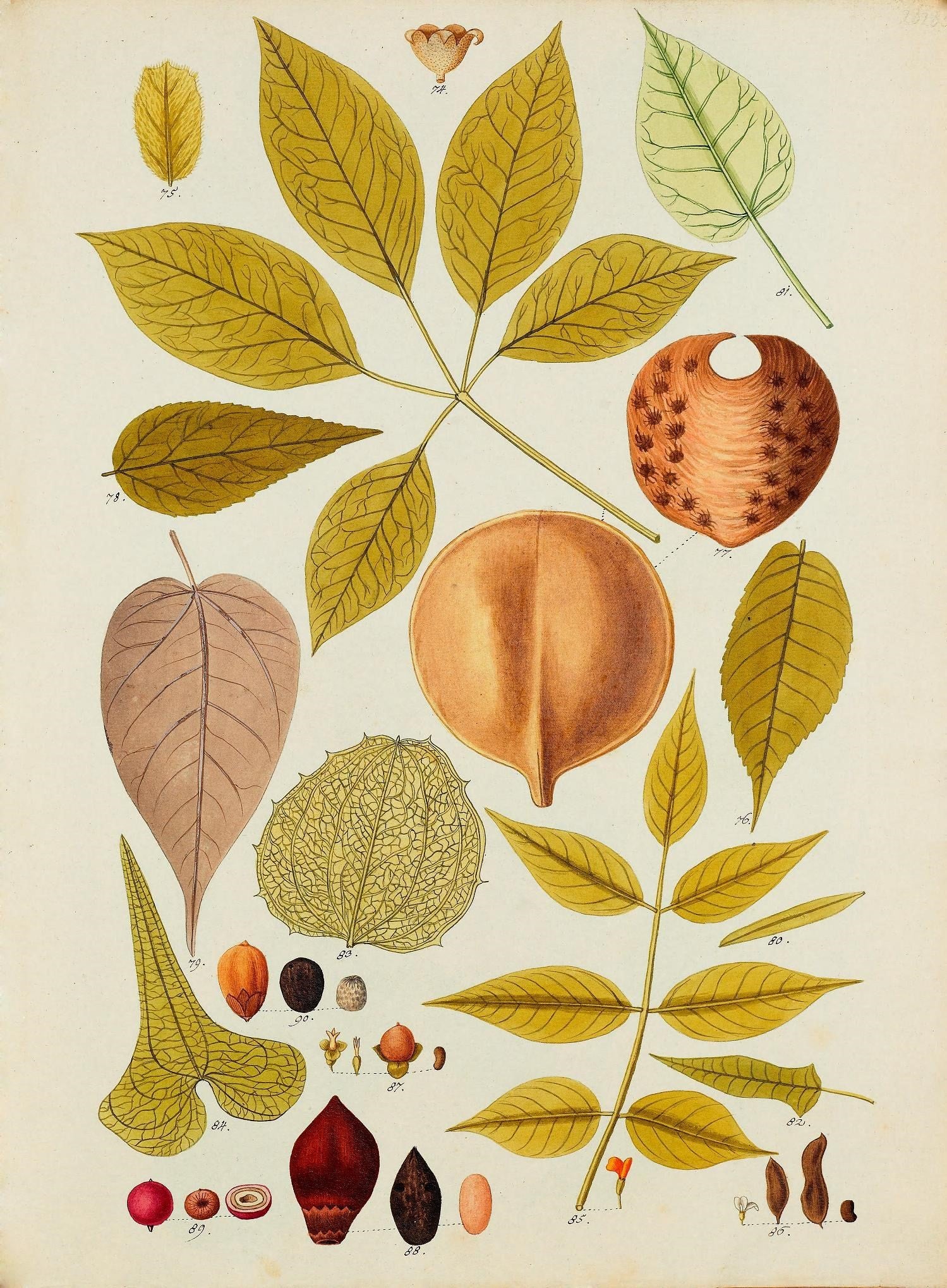 How Autumn Leaves Teach Us About Life After Death – Botanihaus by Liz ...
